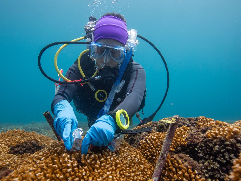 The Key to Ocean Conservation May Lie with the Tropical Majority ...