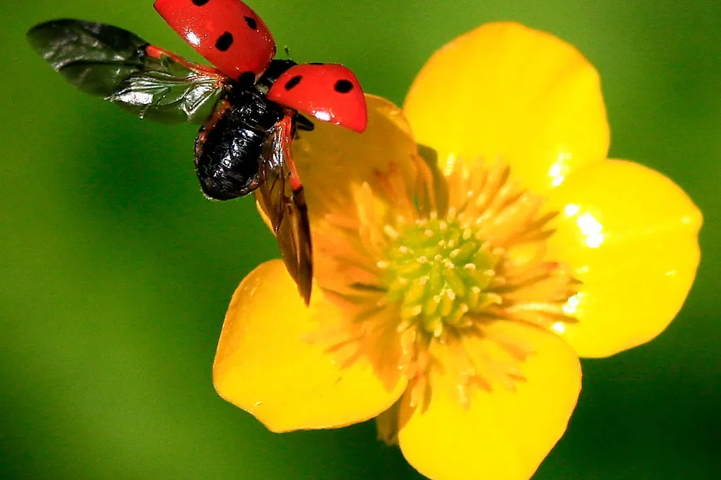 ladybug flying