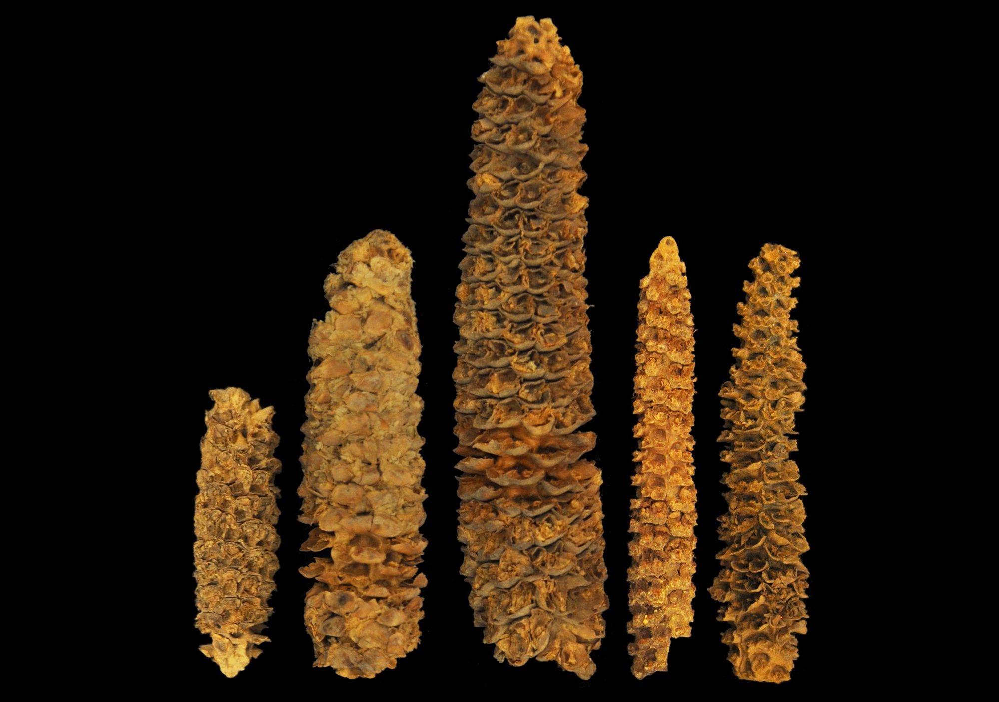 How Ancient DNA Unearths Corn’s A-maize-ing History | Smithsonian ...