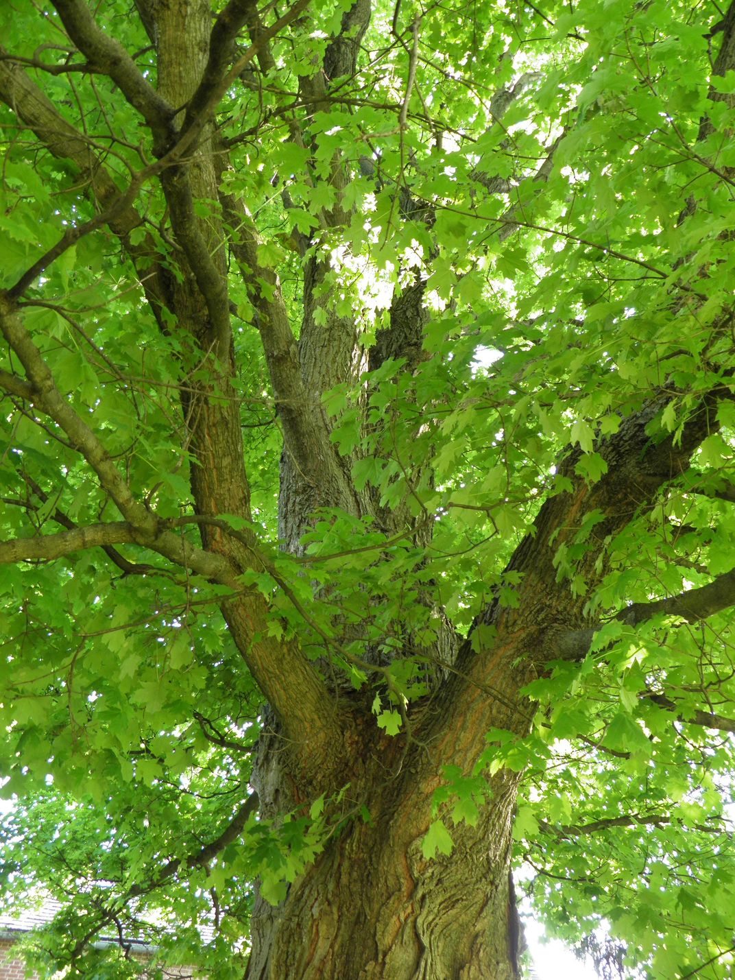 Looking up into the old Oak tree. | Smithsonian Photo Contest ...