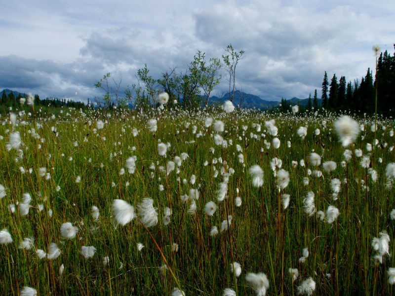 Alaskan Cotton in Denali National Park | Smithsonian Photo Contest ...