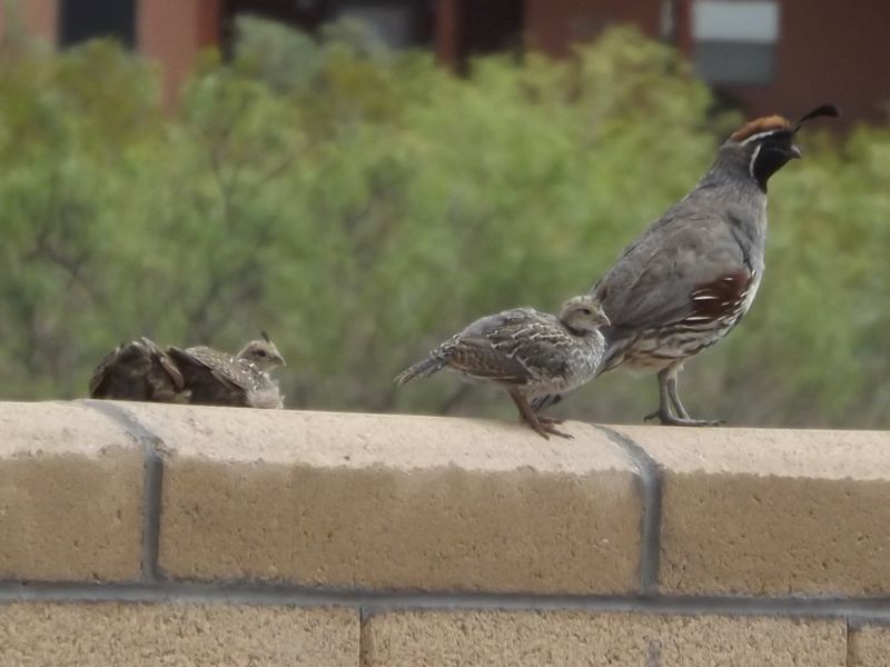 Quail mother and her chicks | Smithsonian Photo Contest | Smithsonian ...