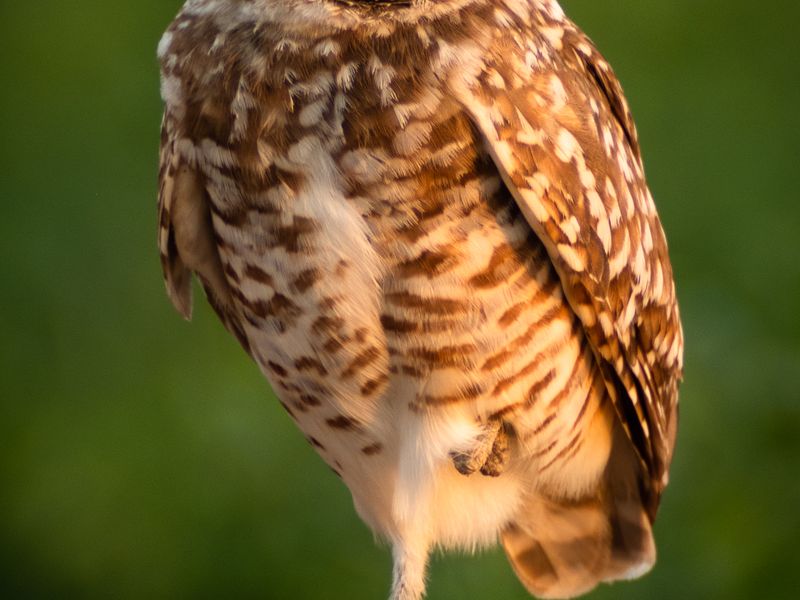 Burrowing Owl | Desert Riparian Journals | Smithsonian Photo Contest ...