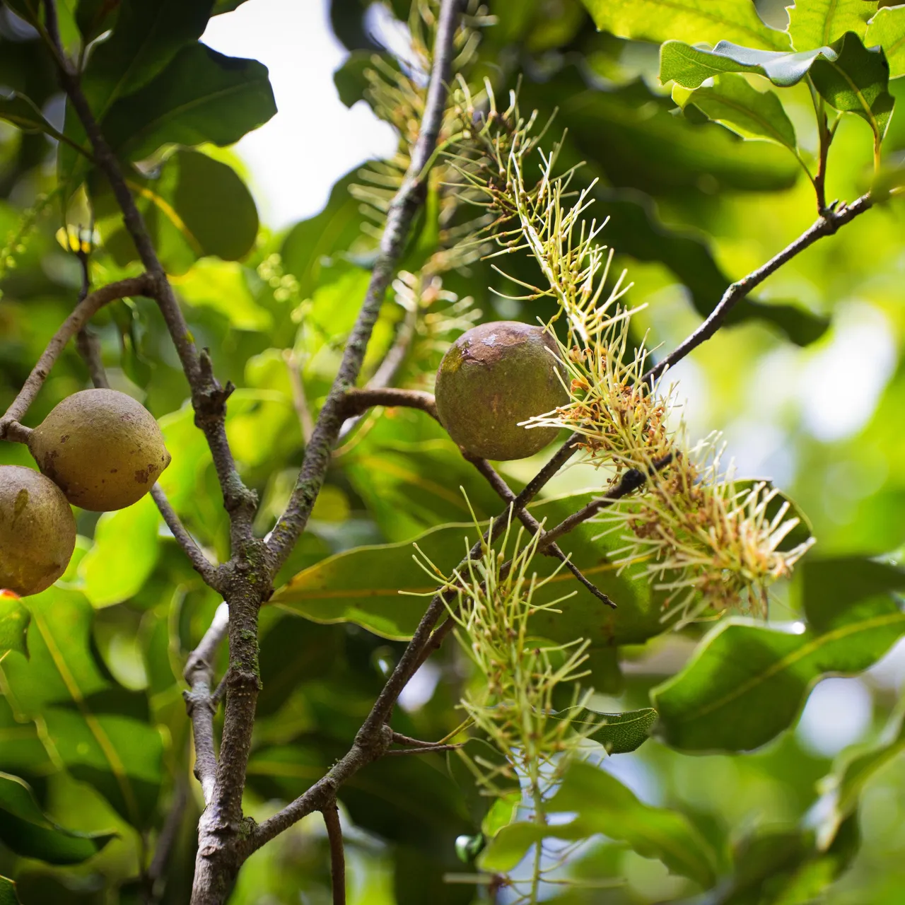 Hawaiian Macadamia Nut Tree The History Of Big Island Macadamia Nuts: