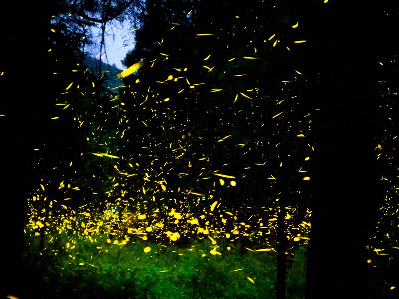 The dance of the fireflies (5) | Smithsonian Photo Contest ...