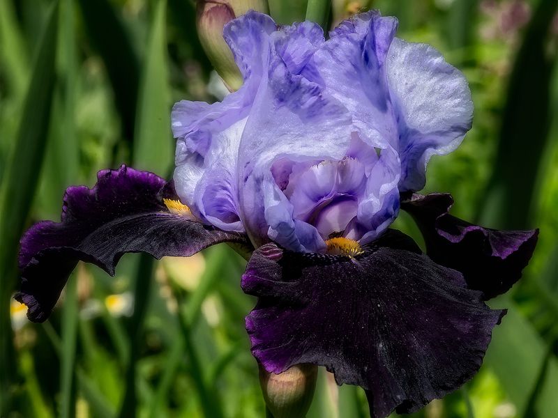 Two Color Iris | Smithsonian Photo Contest | Smithsonian Magazine