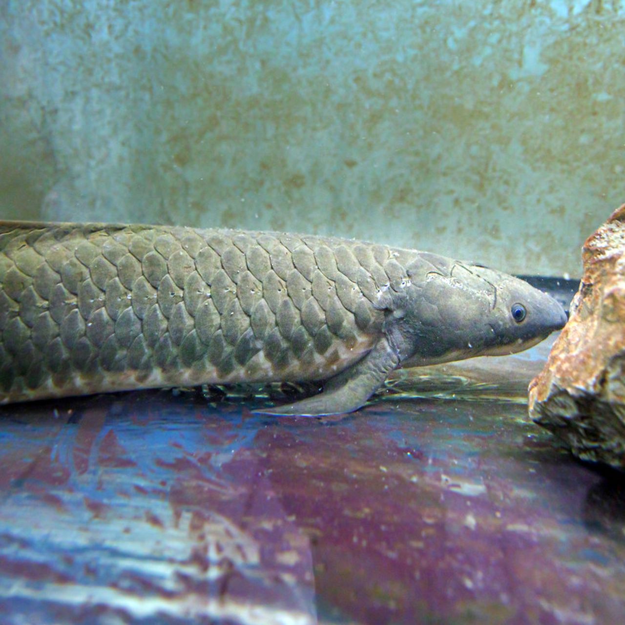 lungfish max size