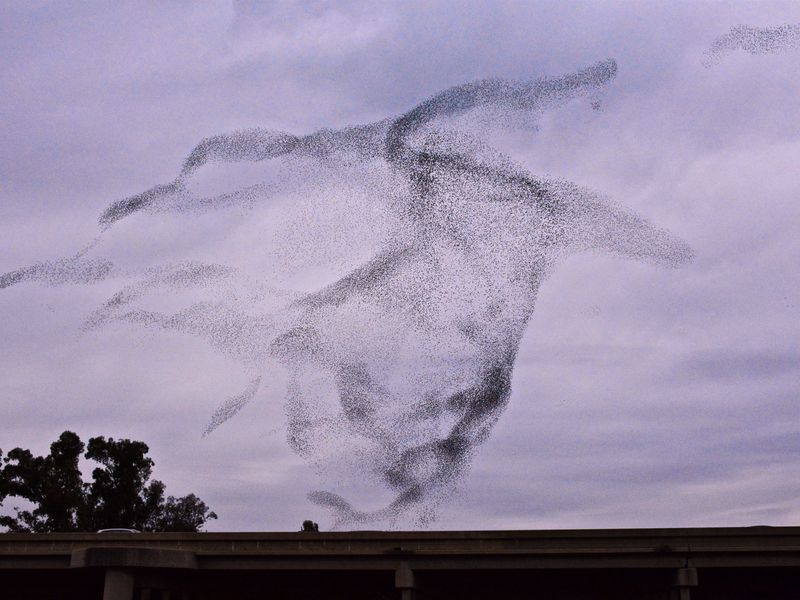 Murmuration of Starling Birds | Smithsonian Photo Contest | Smithsonian ...