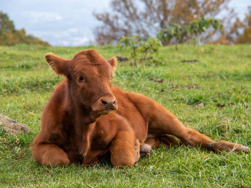 The Most Beautiful Cow | Smithsonian Photo Contest | Smithsonian Magazine