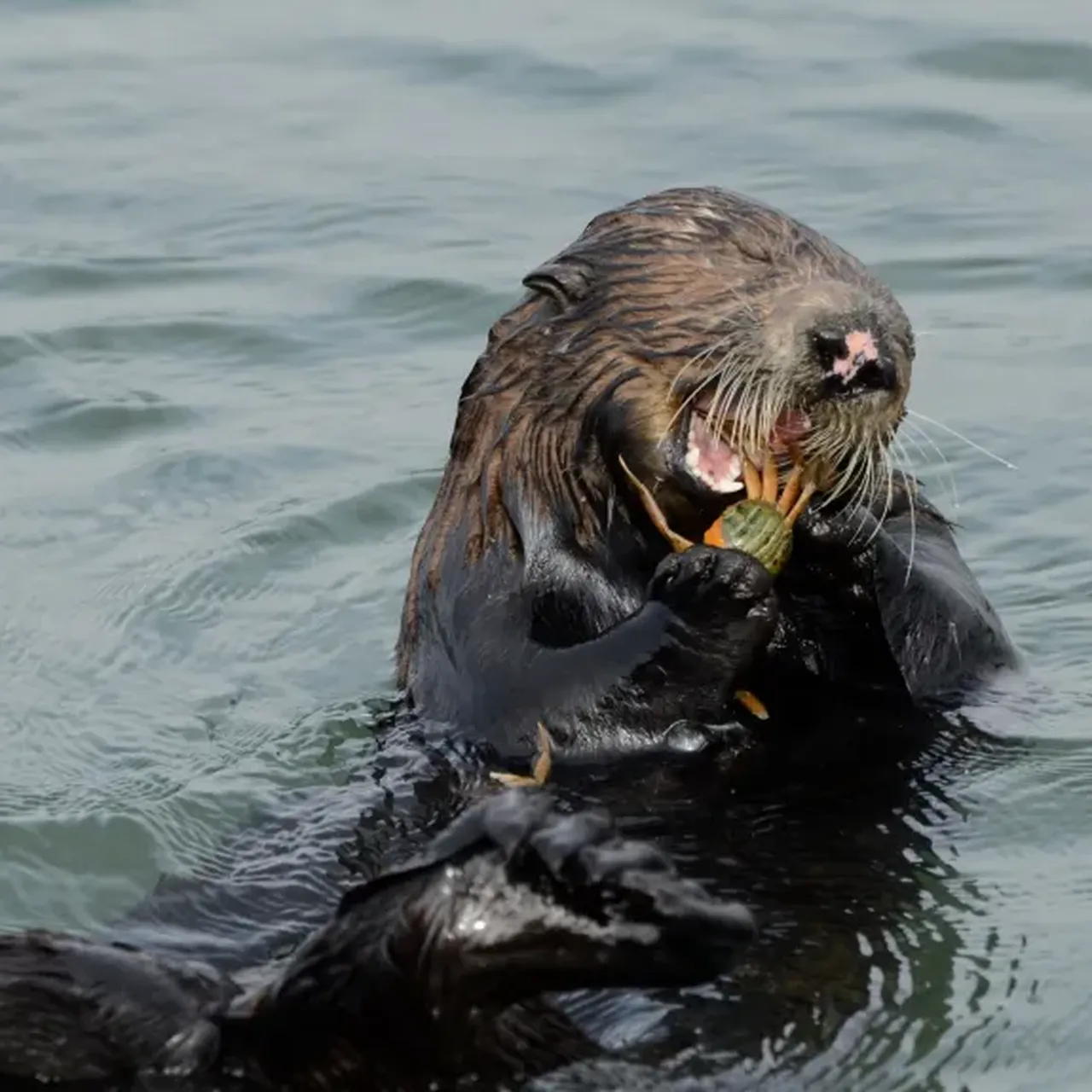 otter eating eel