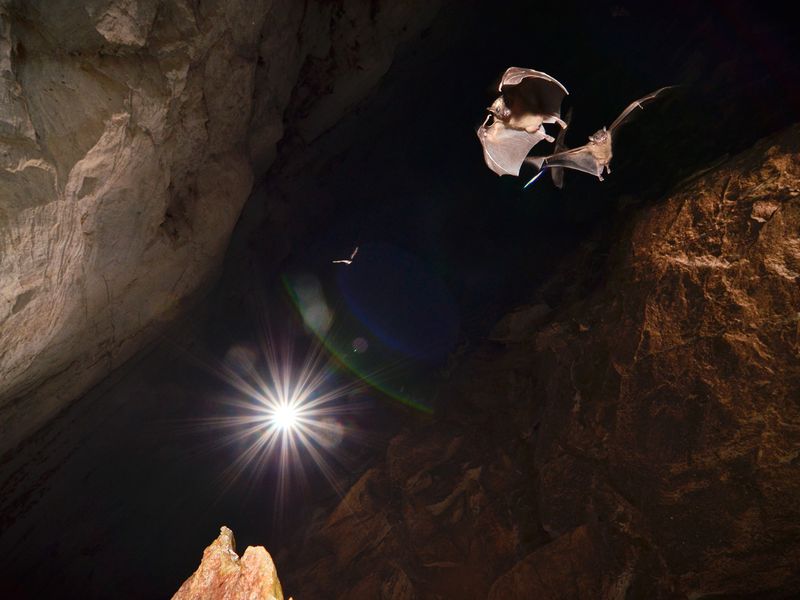 Bat Cave of Ankarana Reserve, Madagascar | Smithsonian Photo Contest ...