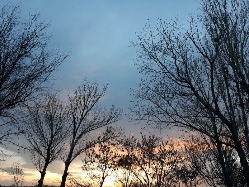 praying trees in the evening | Smithsonian Photo Contest | Smithsonian ...