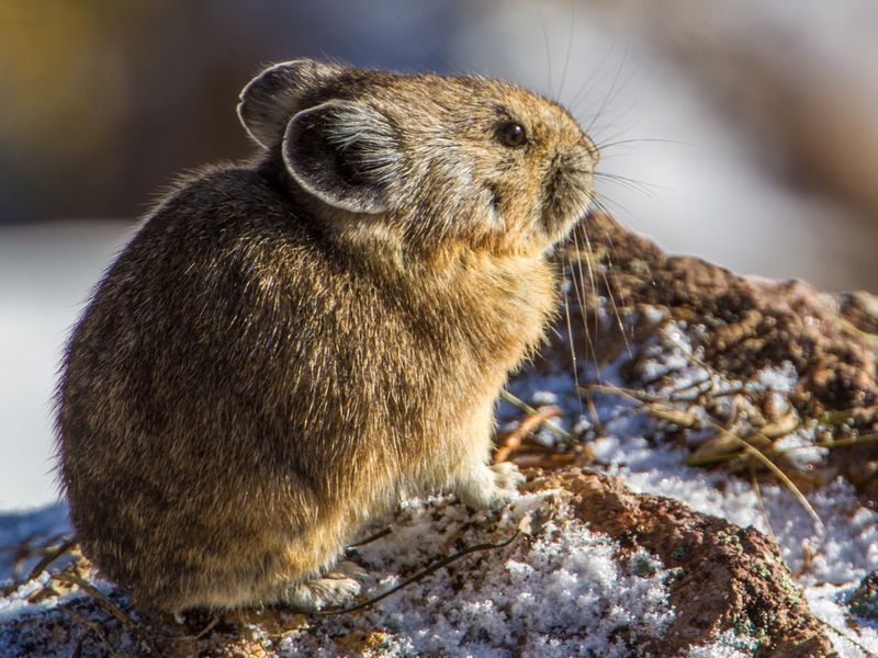 Pika, anticipating winter | Smithsonian Photo Contest | Smithsonian ...