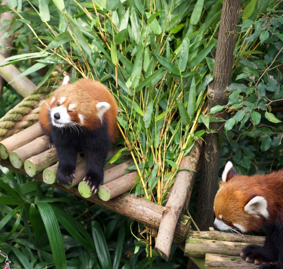 Red Pandas | Smithsonian Photo Contest | Smithsonian Magazine