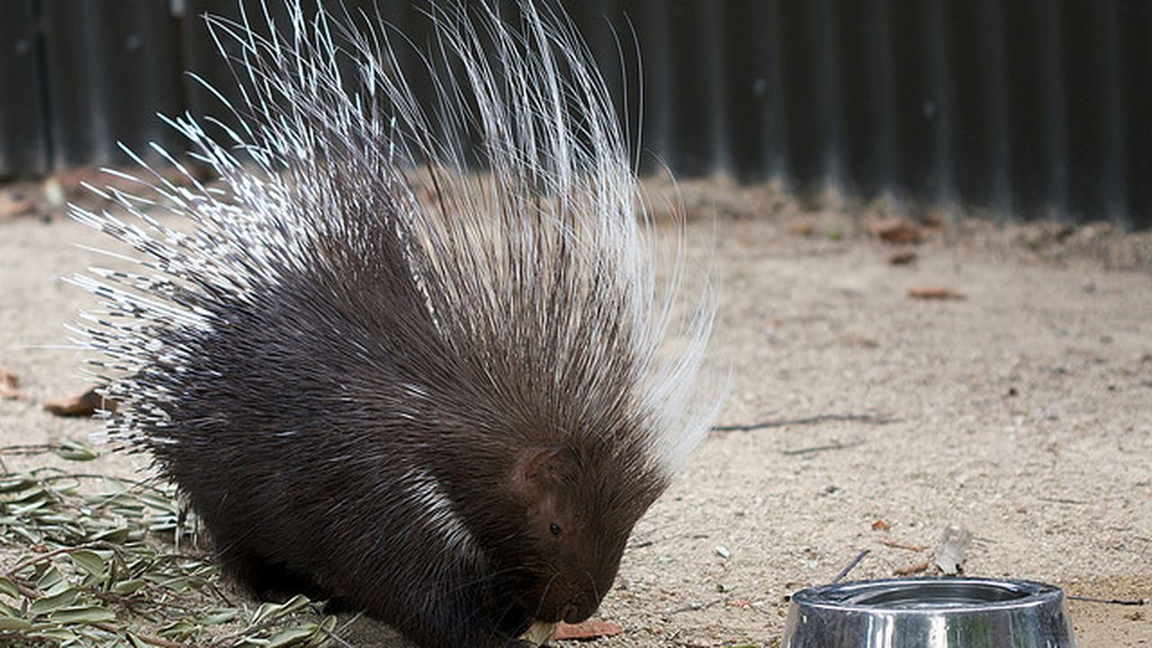 Porcupine Attack Before And After