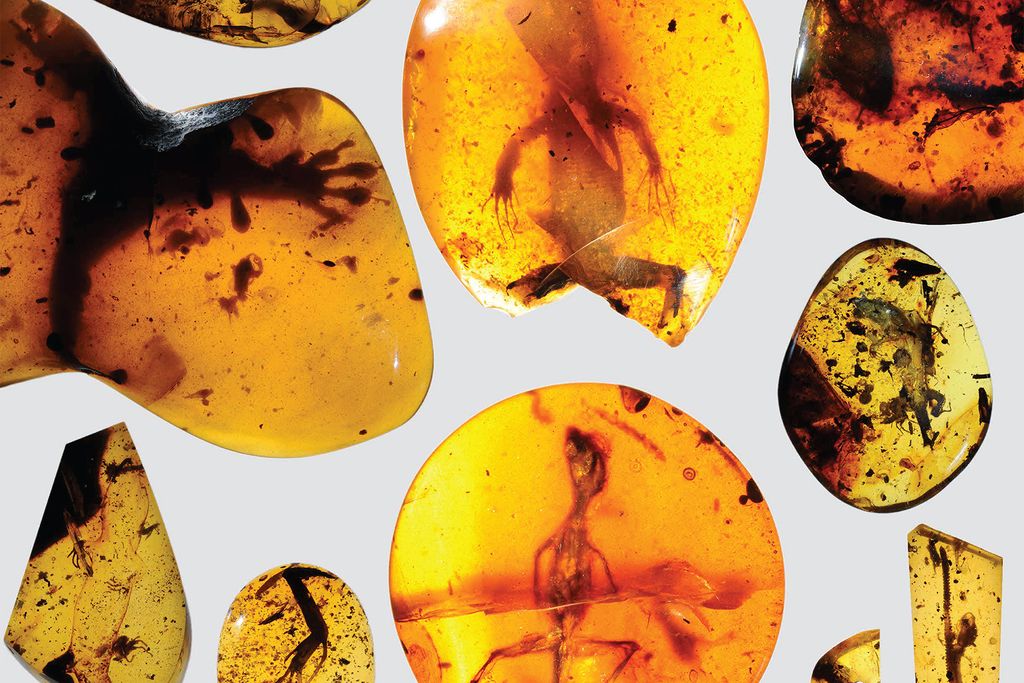 Pint-Sized Lizards Trapped in Amber Give Clues to Life 100 Million ...