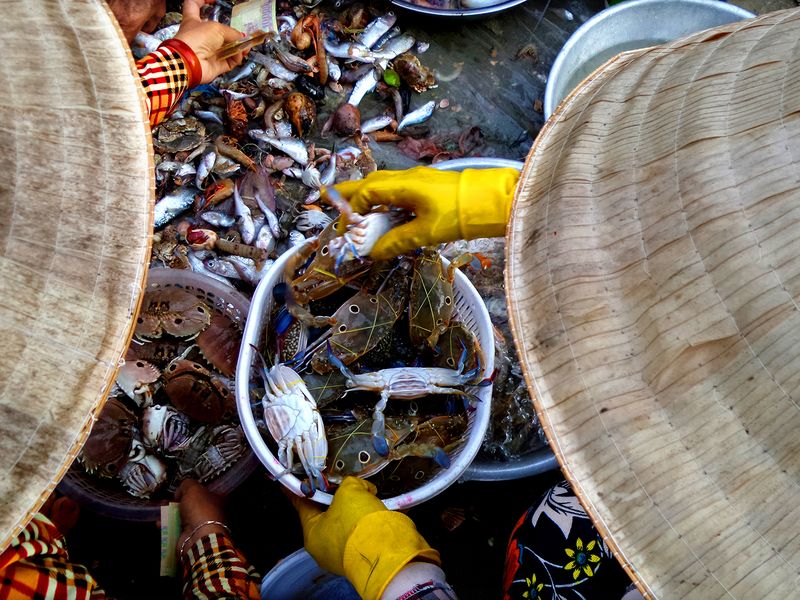 SORTING THE CRABS | Smithsonian Photo Contest | Smithsonian Magazine