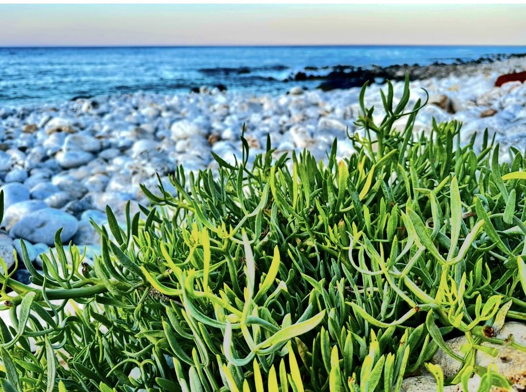 Sea fennel, Oitylo, Greece | Smithsonian Photo Contest | Smithsonian ...