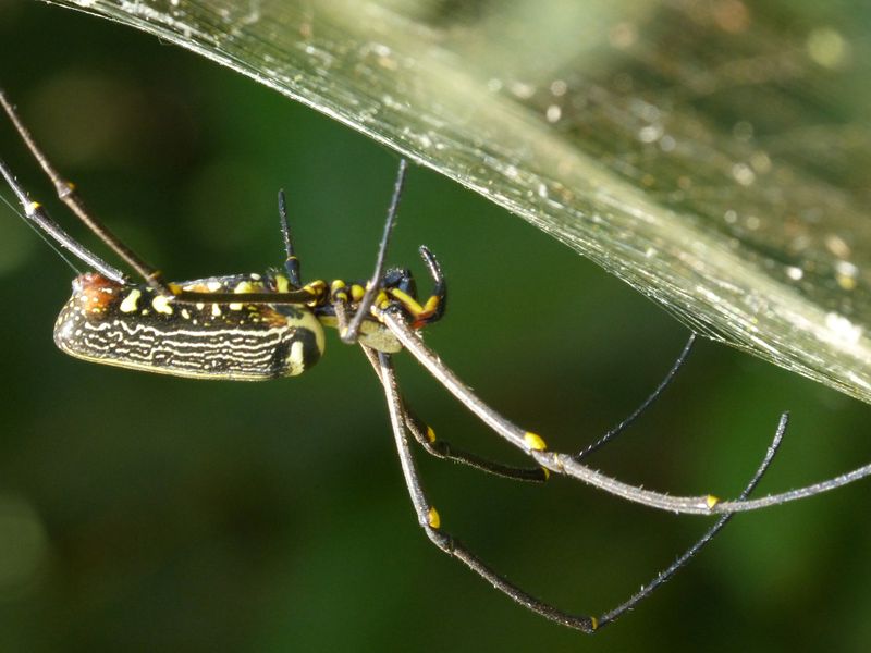 Giant Spider on Fig Tree | Smithsonian Photo Contest | Smithsonian Magazine