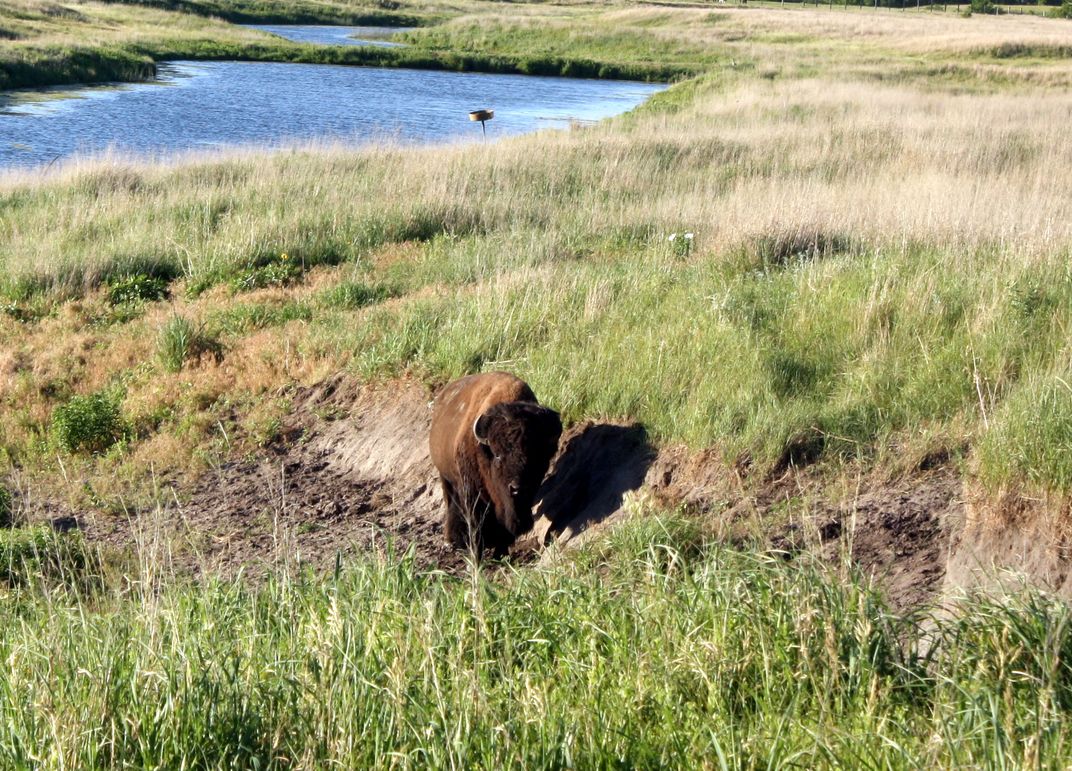 Buffalo in a water hole at the Niobrara Wildlife Refuge in Nebraska ...