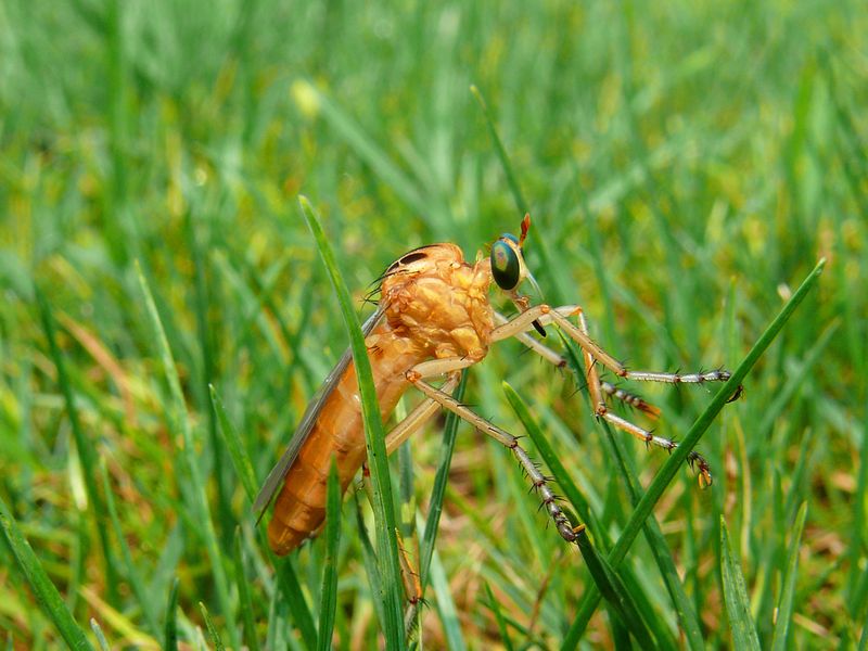 insect | Smithsonian Photo Contest | Smithsonian Magazine