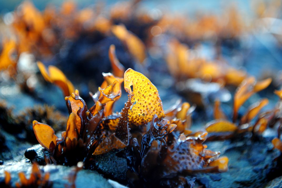 marine life discovered at low tide on the coast of california ...