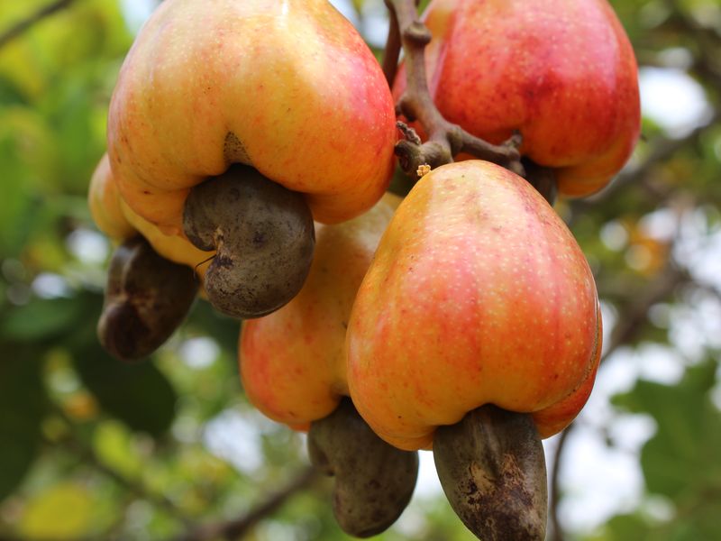 cashew tree fruit in Brazil | Smithsonian Photo Contest | Smithsonian ...