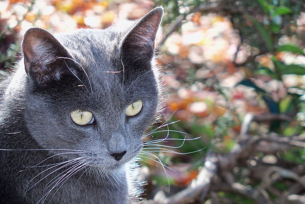 Pretty Kitty | Smithsonian Photo Contest | Smithsonian Magazine