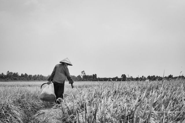 Rice patties in the south of Vietnam | Smithsonian Photo Contest ...