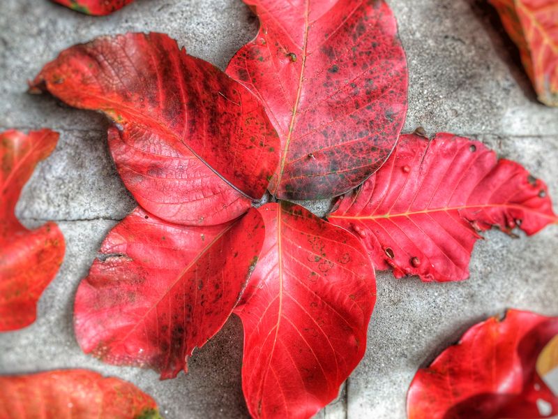 Five Star Leaf | Smithsonian Photo Contest | Smithsonian Magazine