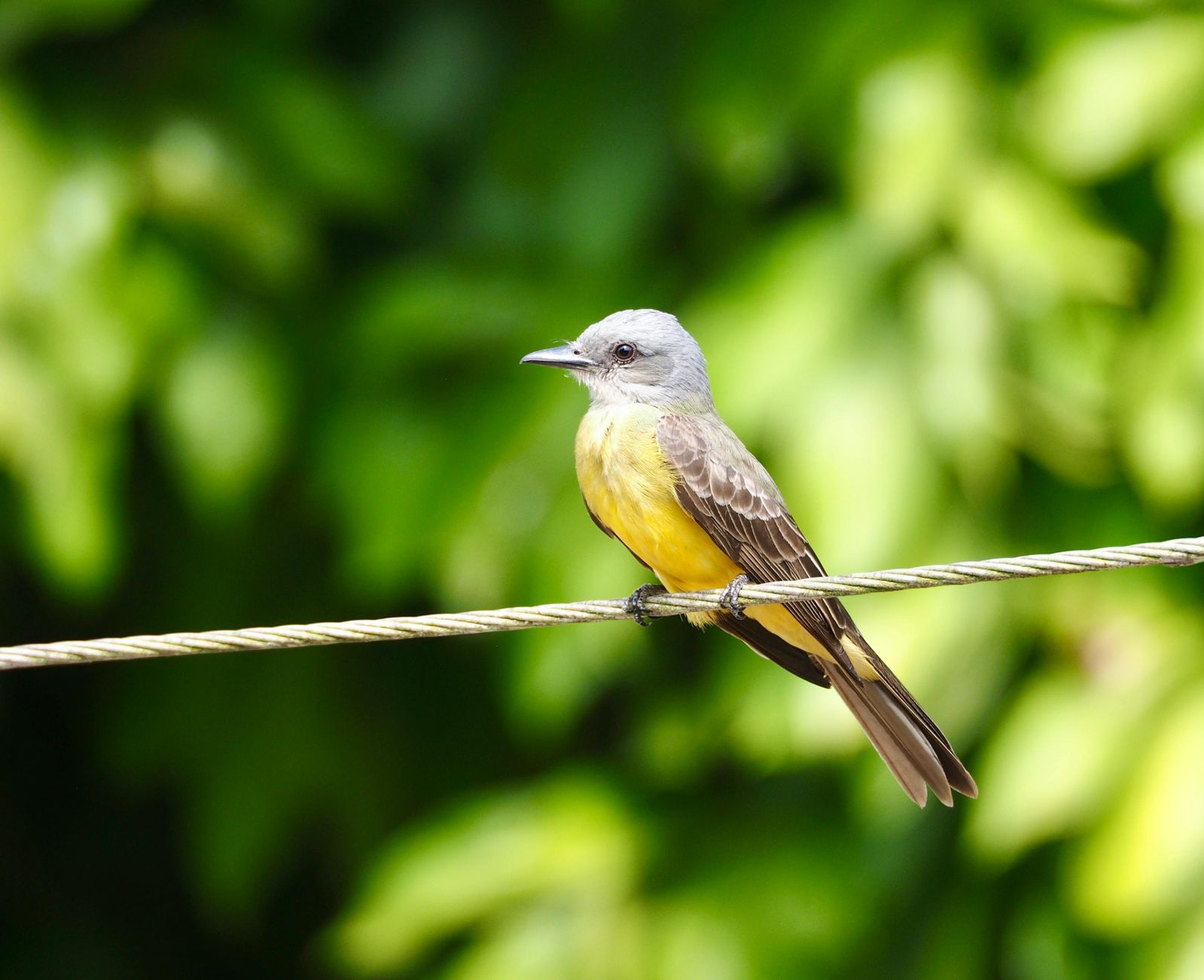 Becoming an Expert Birder Can Reshape Your Brain and Might Help Protect ...