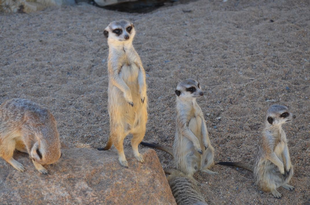 The Meerkats | Smithsonian Photo Contest | Smithsonian Magazine