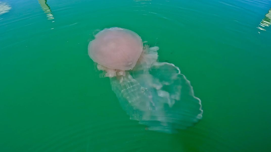 Rare 'Pink Meanie' Jellyfish Are Blooming Off the Coast of Texas