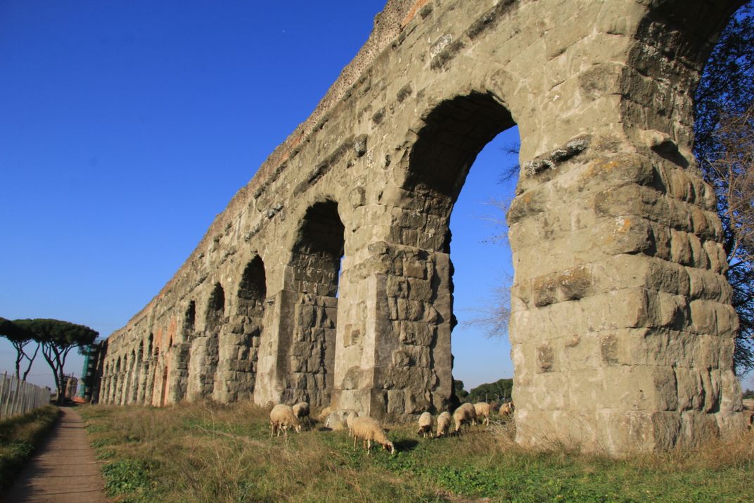 Sheep Grazing at Rome's Aqueduct Park | Smithsonian Photo Contest ...