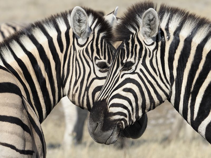 Zebras | Smithsonian Photo Contest | Smithsonian Magazine