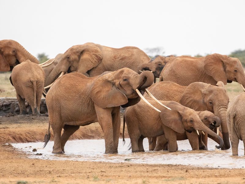 The Red Elephants of Tsavo | Smithsonian Photo Contest | Smithsonian ...