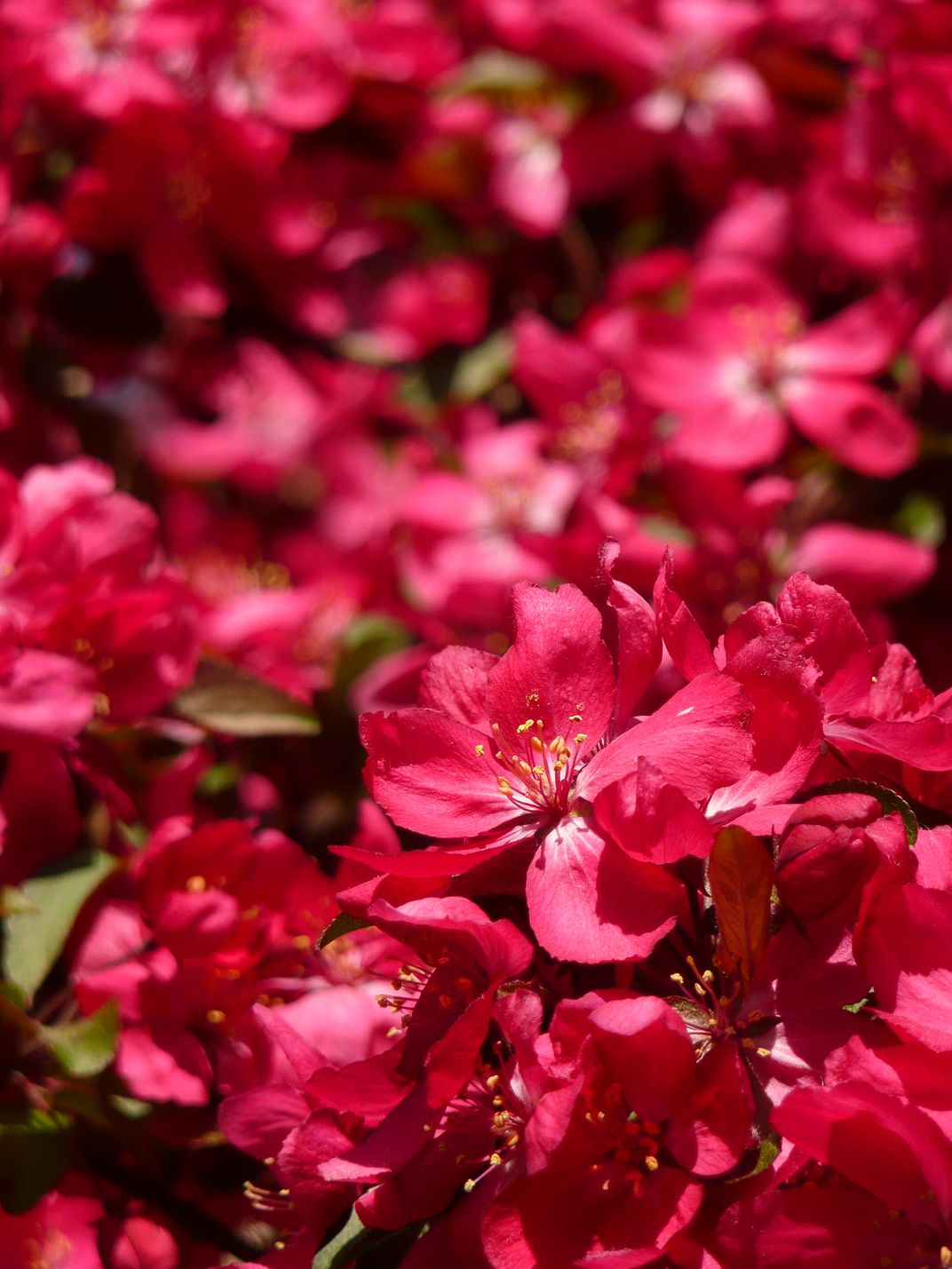 Scarlet Cherry blossoms burst open on clear Spring day in Des Moines ...