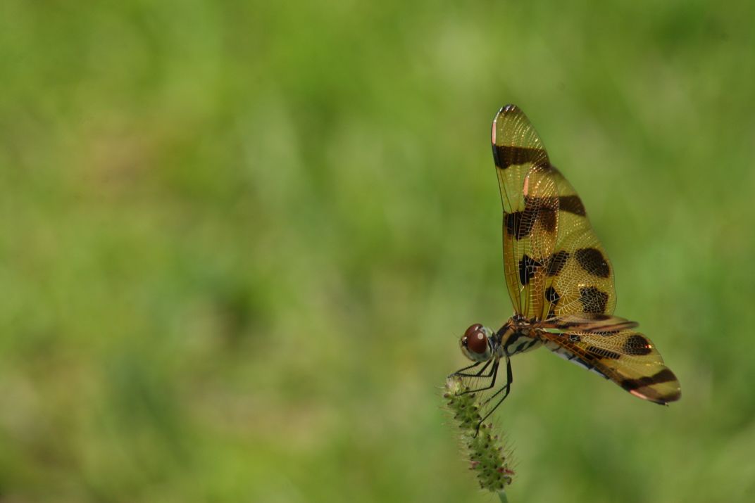 A dragonfly rests in the Everglades | Smithsonian Photo Contest ...