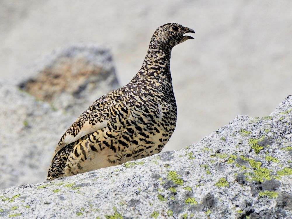 Meet the Rare, 'Beautiful' Birds That Thrive in Snow and Are at Risk ...