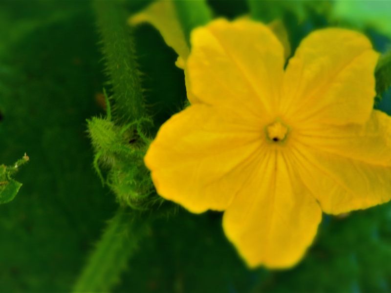 Cucumber flower | Smithsonian Photo Contest | Smithsonian Magazine