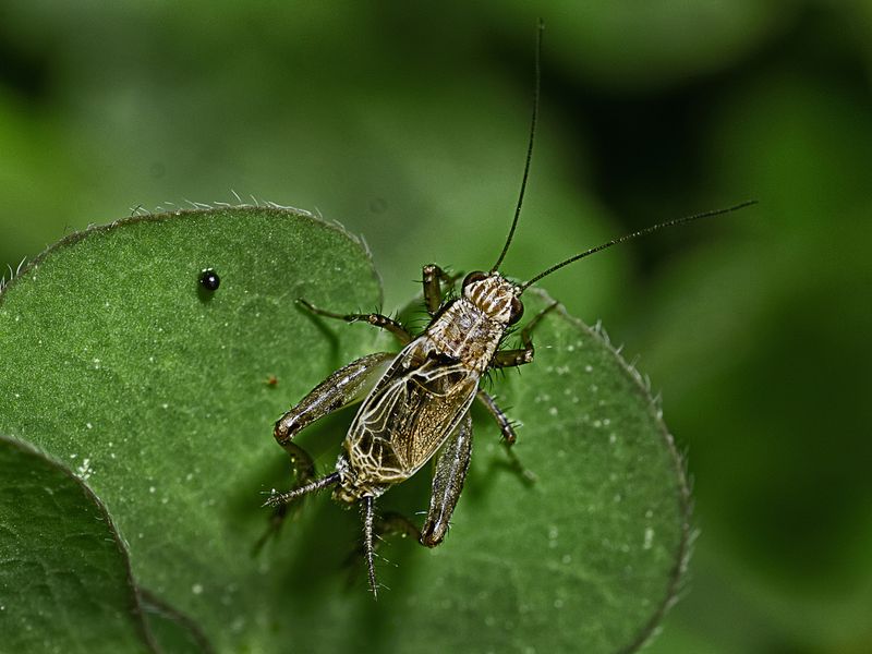 tiny creature | Smithsonian Photo Contest | Smithsonian Magazine