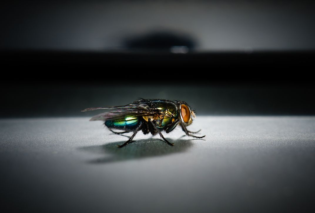 ShadowFly | Smithsonian Photo Contest | Smithsonian Magazine