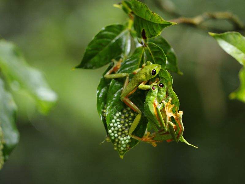 A gliding tree frog comes late to the party | Smithsonian Photo Contest ...