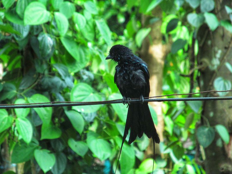 The black bird. | Smithsonian Photo Contest | Smithsonian Magazine