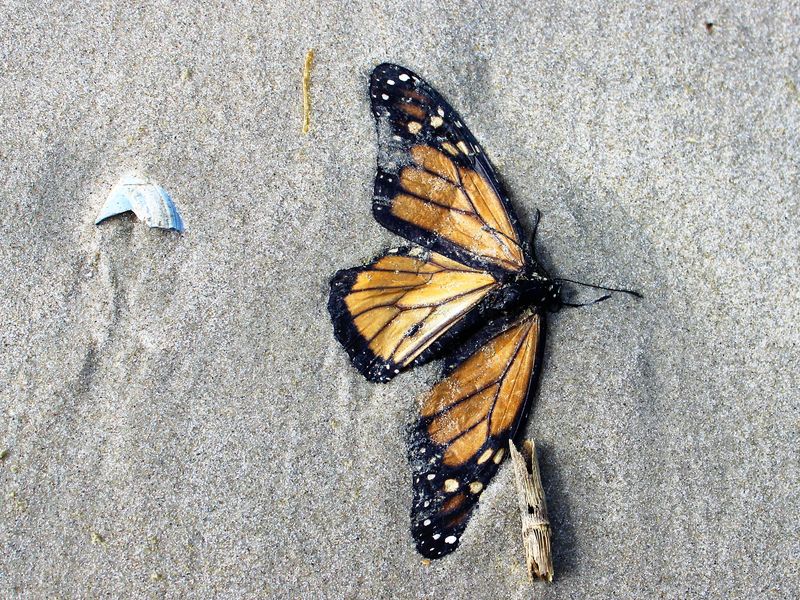 Death of a Butterfly | Smithsonian Photo Contest | Smithsonian Magazine