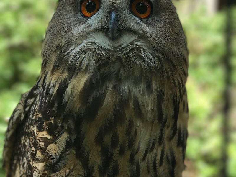 Big Red Eyes | Smithsonian Photo Contest | Smithsonian Magazine