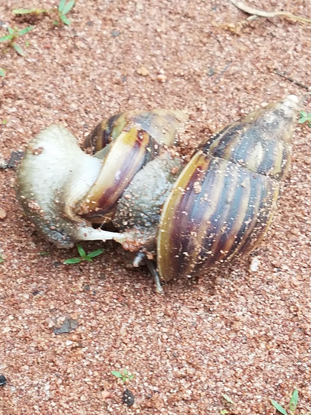 Mating Snails | Smithsonian Photo Contest | Smithsonian Magazine