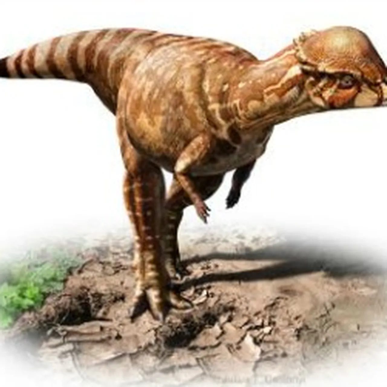 Dinosaur With Big Head