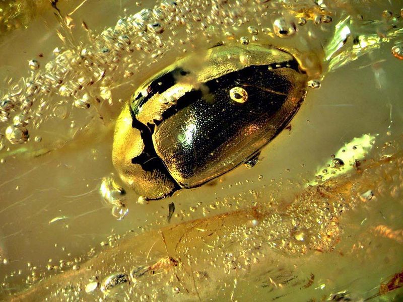 This is a photo-micrograph of a weevil in ancient amber, millions of ...