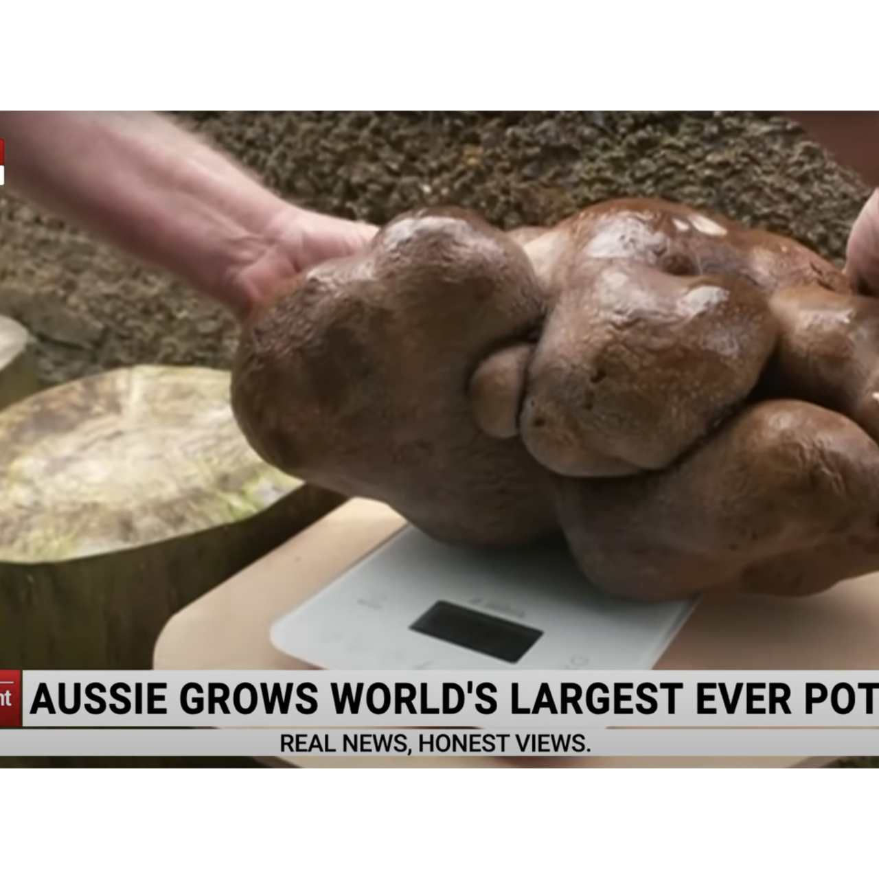 biggest potato ever